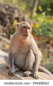 68 Monkey Eating Peach Images, Stock Photos & Vectors | Shutterstock