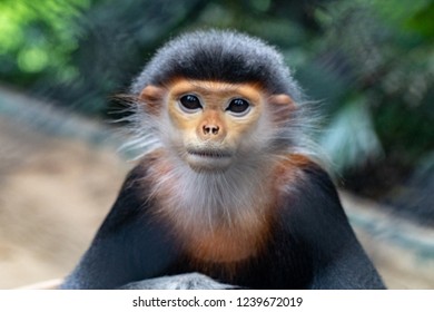 Monkey See Monkey Do Stock Photo 1239672019 | Shutterstock