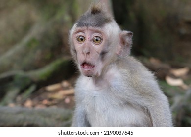 1,195 Shocked monkeys Images, Stock Photos & Vectors | Shutterstock