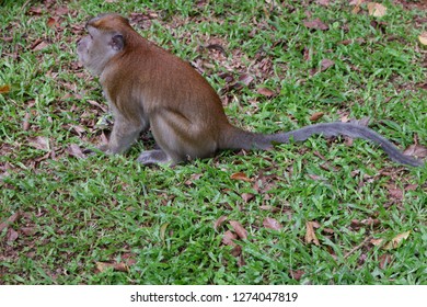 Monkey Zoo Side View Stock Photo 1271359186 | Shutterstock