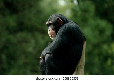 Monkey Side View Stock Photo 558933352 | Shutterstock