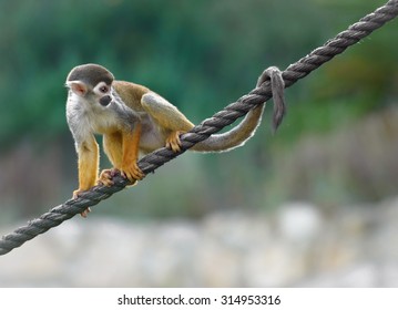 8,447 Monkey side Images, Stock Photos & Vectors | Shutterstock