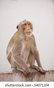 Monkey Single Stock Photo 54071104 | Shutterstock