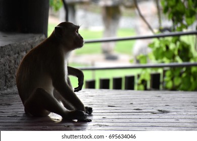 37 imágenes de Porch monkey - Imágenes, fotos y vectores de stock ...