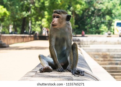 Monkey Sitting Down Stock Photo 1155765271 | Shutterstock