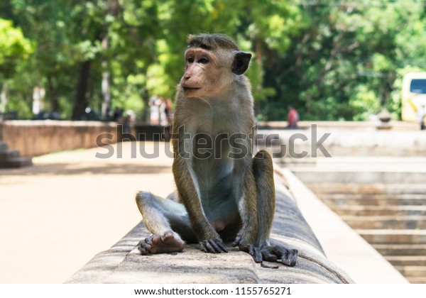 Monkey Sitting Down Stock Photo 1155765271 | Shutterstock