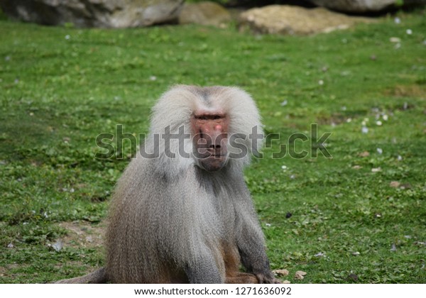 Monkey Sitting Down Stock Photo 1271636092 | Shutterstock