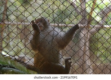 Monkey Sitting Inside Cage Stock Photo 2199167091 | Shutterstock
