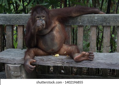 121,510 The monkey sitting Images, Stock Photos & Vectors | Shutterstock