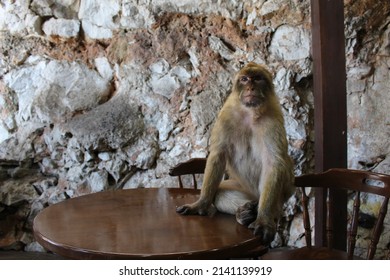 1,137 Chilling monkey Images, Stock Photos & Vectors | Shutterstock