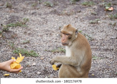 419 Fat monkey sitting Images, Stock Photos & Vectors | Shutterstock