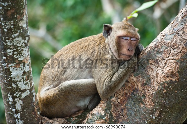 Monkey Sleeping On Tree Stock Photo 68990074 | Shutterstock