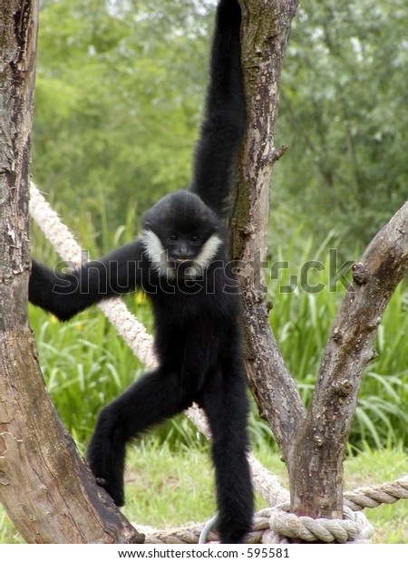 Monkey Standing Upright Stock Photo 595581 | Shutterstock