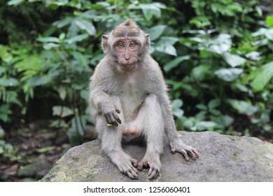 Monkey Staring Camera Stock Photo 1256060401 | Shutterstock