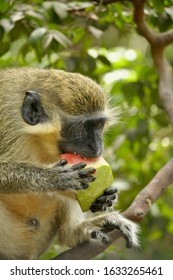 257 Monkey melon Images, Stock Photos & Vectors | Shutterstock