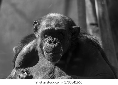 611 Monkey sunbathing Images, Stock Photos & Vectors | Shutterstock