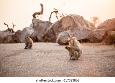 6,812 Monkey at sunset Images, Stock Photos & Vectors | Shutterstock