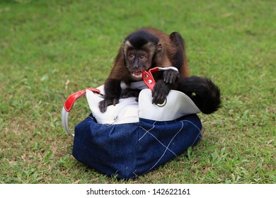 977 Monkey Stealing Images, Stock Photos & Vectors | Shutterstock