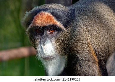 2,693 Beard monkey Images, Stock Photos & Vectors | Shutterstock
