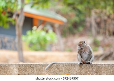 Cartera de fotos e imágenes de stock de Fox28 | Shutterstock