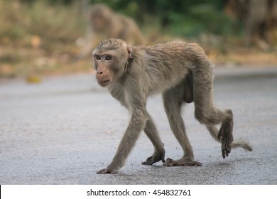 13,828 Walking monkey Images, Stock Photos & Vectors | Shutterstock