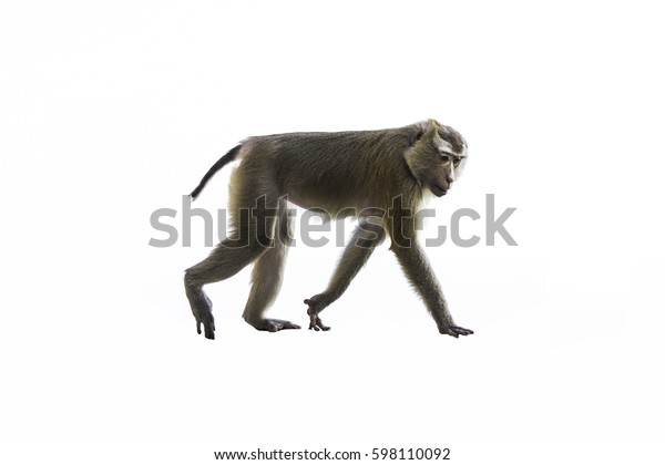 Monkey Walking Stock Photo (Edit Now) 598110092