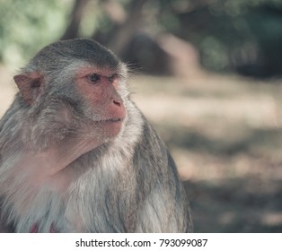 Monkey Watch Something Stock Photo 793099087 | Shutterstock