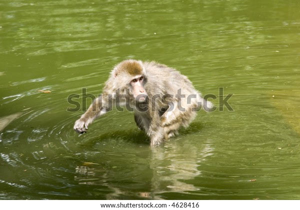 Monkey Water Stock Photo 4628416 | Shutterstock