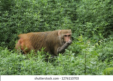 162 Tailless monkey Images, Stock Photos & Vectors | Shutterstock