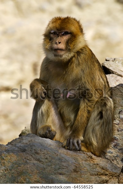 Monkey Without Tail Macaque Magot 스톡 사진 64558525 | Shutterstock