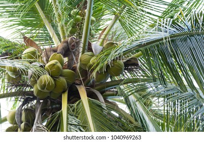 193 рез. по запросу «Monkey climbing coconut tree» — изображения ...