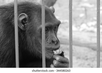 Monkey Zoo Stock Photo 344580263 | Shutterstock
