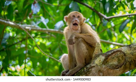Proboscis Monkey Nasalis Larvatus Longnosed Monkey Stock Photo (Edit ...