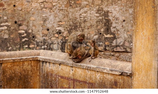 Monkeys Cleaning Each Other Monkey Temple Stock Photo 1147952648 ...