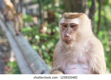 278 Monkey looking in mirror Stock Photos, Images & Photography ...