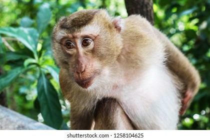 278 Monkey looking in mirror Stock Photos, Images & Photography ...