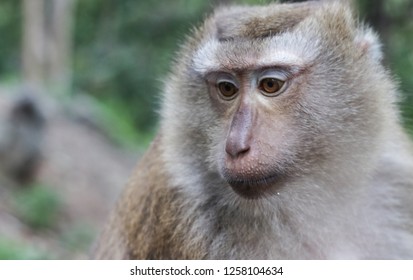 278 Monkey looking in mirror Stock Photos, Images & Photography ...