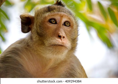 7,806 Monkey Faces Photo Images, Stock Photos & Vectors | Shutterstock