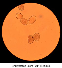 1,631 Microscope pollen Images, Stock Photos & Vectors | Shutterstock