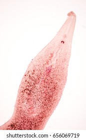 Monogenean Parasite Under Microscope View Stock Photo 656069719 ...