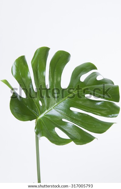 Monstera Cut Leaf Stock Photo (Edit Now) 317005793
