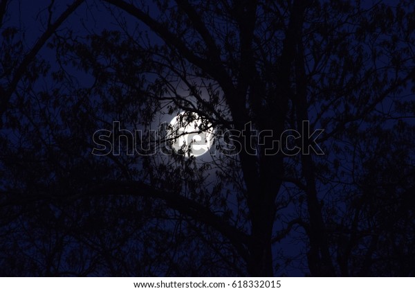 Moon Behind Trees Stock Photo (Edit Now) 618332015