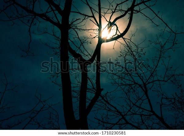 Moon Light Through Trees Stock Photo 1710230581 | Shutterstock