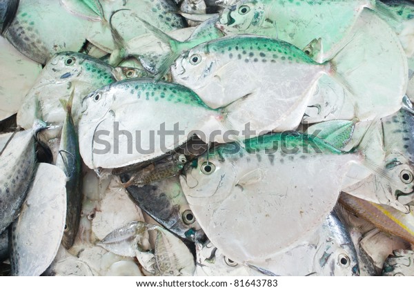 Moonfish Stock Photo 81643783 | Shutterstock