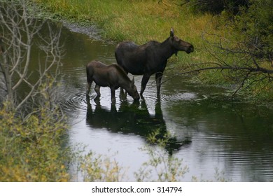 1,281 Two moose Images, Stock Photos & Vectors | Shutterstock