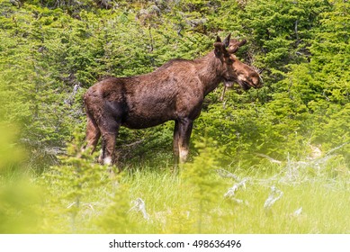 172 Newfoundland moose Images, Stock Photos & Vectors | Shutterstock