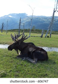 283 Moose sleeping Images, Stock Photos & Vectors | Shutterstock