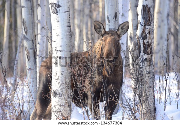 Moose Birch Trees Stock Photo 134677304 | Shutterstock