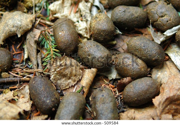 Moose Droppings Stock Photo (Edit Now) 509584