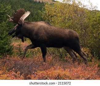 16,281 Moose hunting Images, Stock Photos & Vectors | Shutterstock